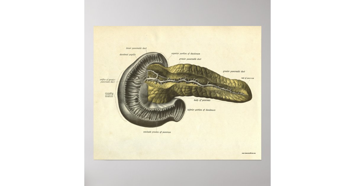 Vintage Human Anatomy Print Pancreas | Zazzle