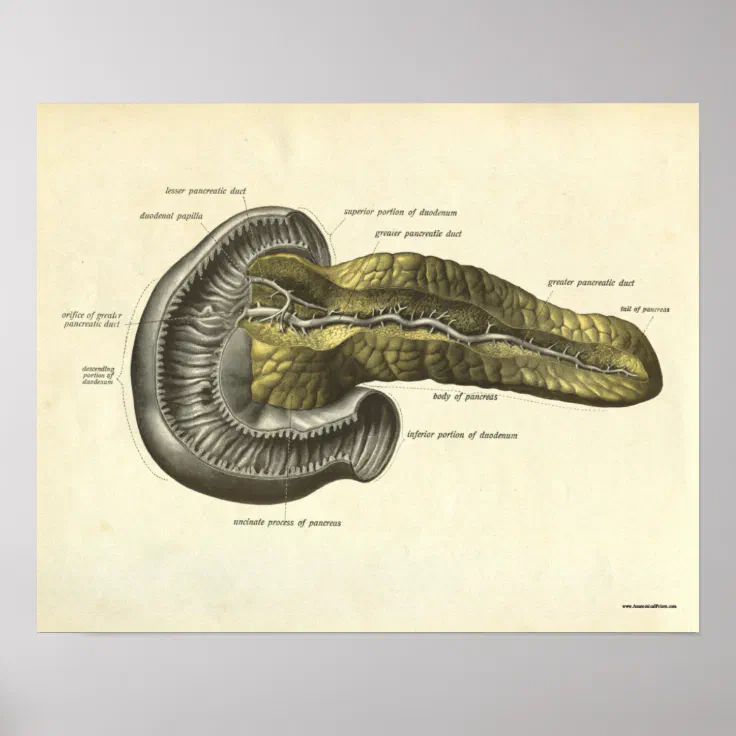 Vintage Human Anatomy Print Pancreas | Zazzle