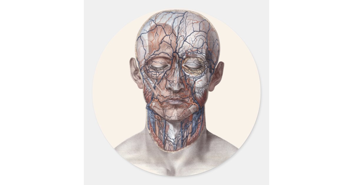 Vintage Human Anatomy Science, Head Throat Nose Classic Round Sticker ...
