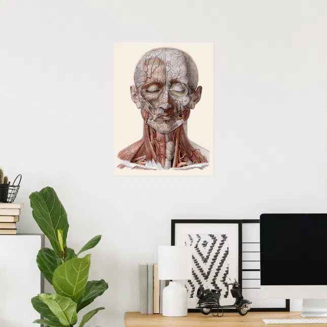 Vintage Human Anatomy Science, Head Throat Nose Poster | Zazzle