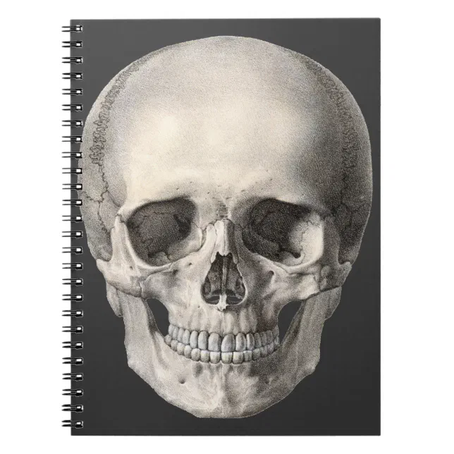 Vintage Human Anatomy Skull, Halloween Skeleton Notebook | Zazzle