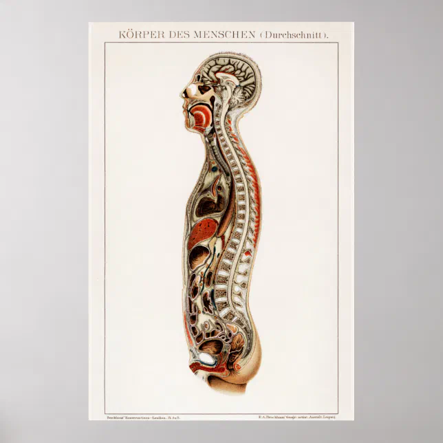 Vintage Human Body Anatomy Chart | Zazzle