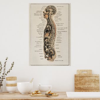 Vintage Human Body Anatomy Chart | Zazzle