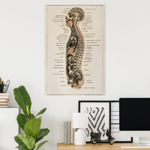 Vintage Human Body Anatomy Chart | Zazzle