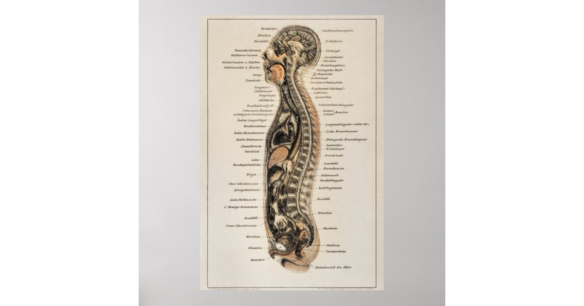 Vintage Human Body Anatomy Chart | Zazzle