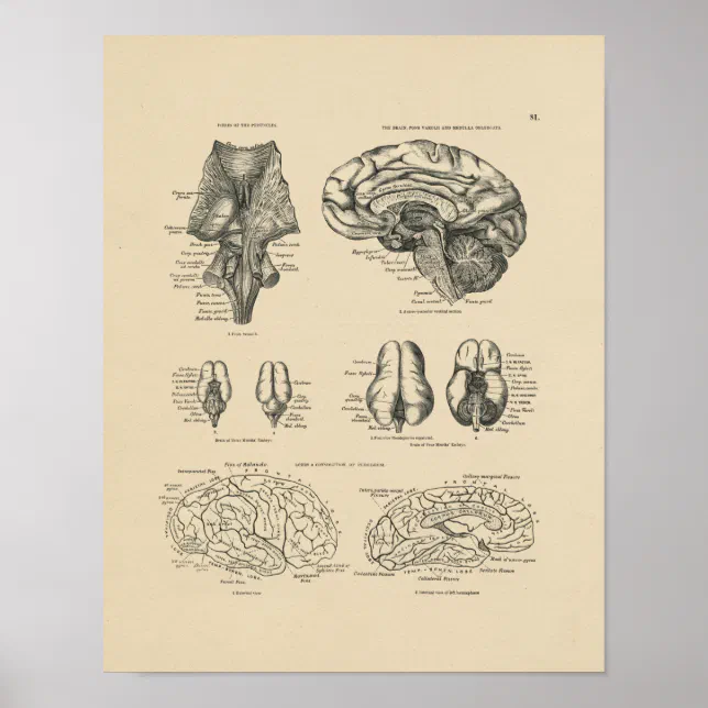 Vintage Human Brain Anatomy 1880 Print | Zazzle