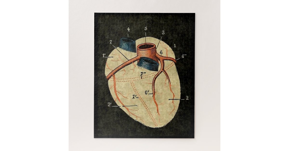 Vintage Human Heart Diagram Jigsaw Puzzle | Zazzle