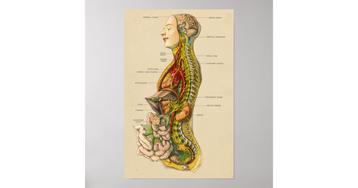 Vintage Human Nervous System Anatomy Chart | Zazzle