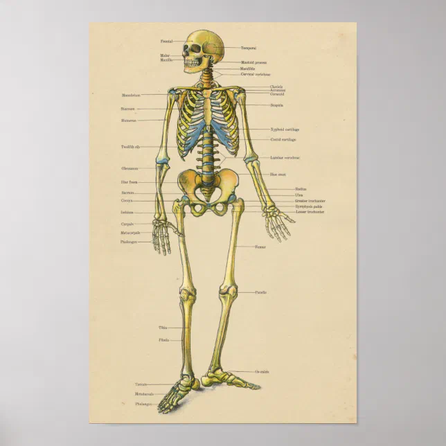 Vintage Human Skeleton Anatomy Chart | Zazzle