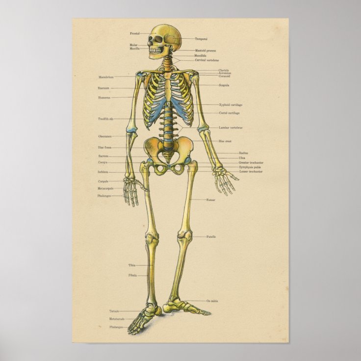 Vintage Human Skeleton Anatomy Chart | Zazzle