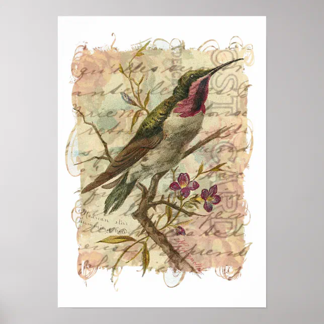 Vintage Hummingbird Poster | Zazzle