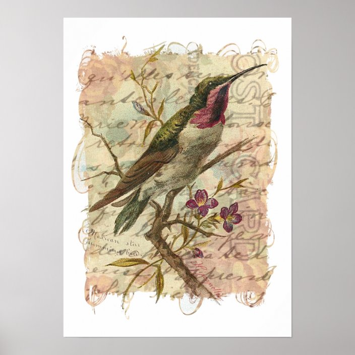 Vintage Hummingbird Poster | Zazzle.com