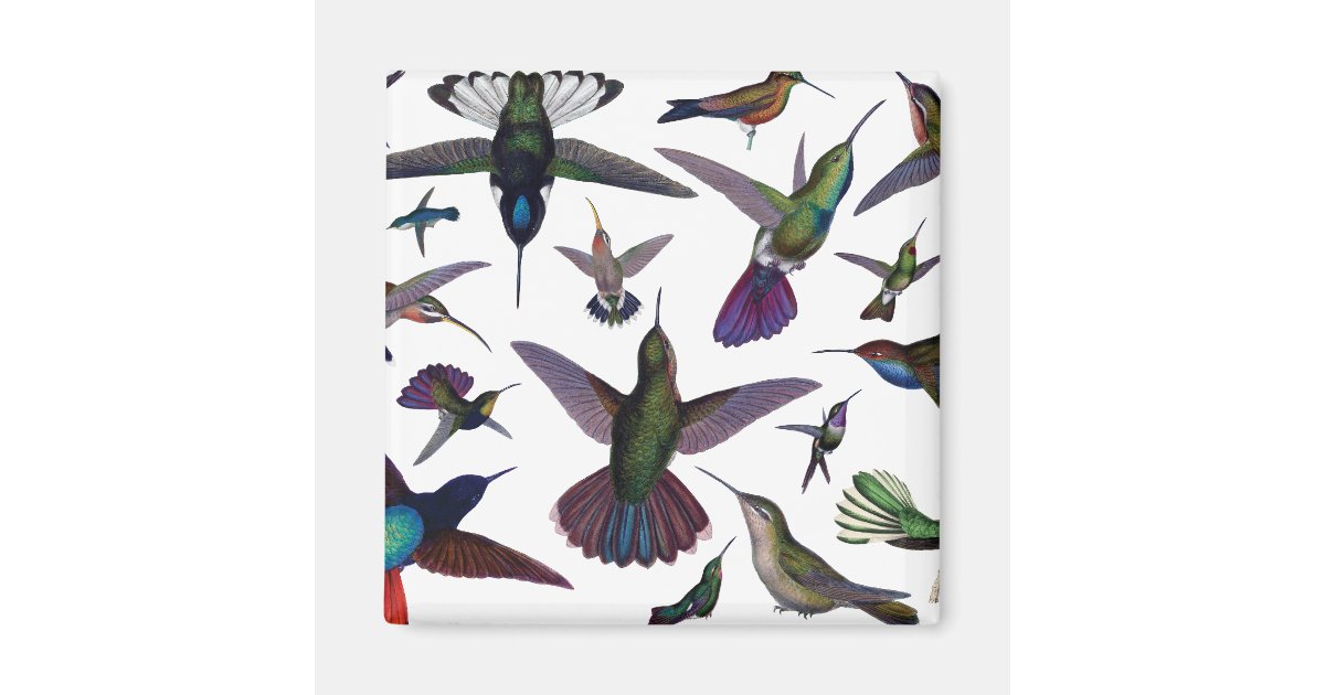 Vintage Hummingbirds Magnet | Zazzle