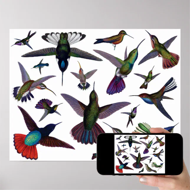 Vintage Hummingbirds Poster | Zazzle