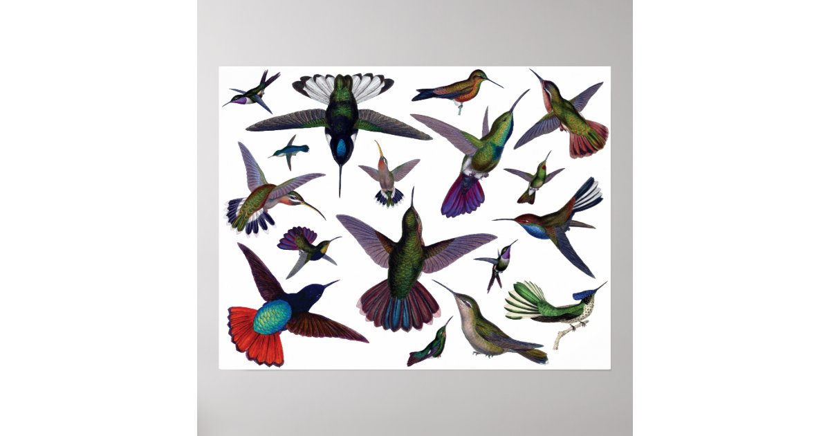 Vintage Hummingbirds Poster | Zazzle