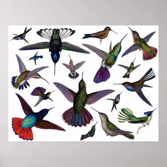 Vintage Hummingbirds Poster | Zazzle