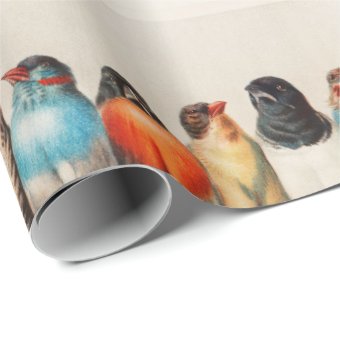 Vintage Illustrated Birds Wrapping Paper | Zazzle