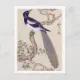 Vintage illustration: Eurasian magpie Postcard | Zazzle