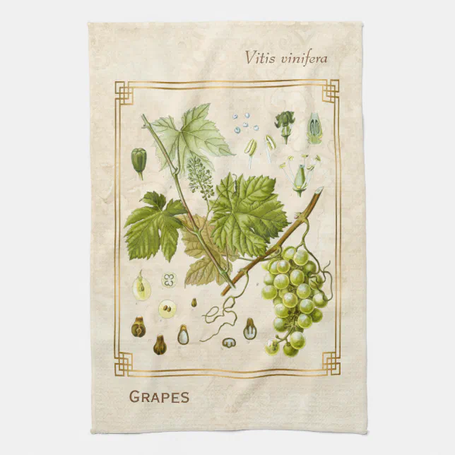 Vintage Illustration Green Grape Fruit Botanical Kitchen Towel | Zazzle