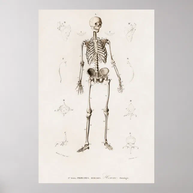 Vintage Illustration Human Skeleton Chart | Zazzle