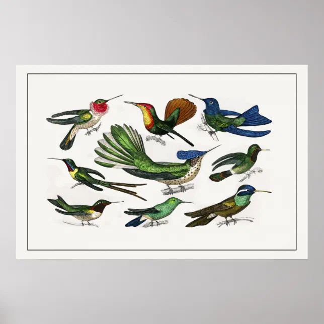 Vintage Illustration Hummingbird Poster | Zazzle