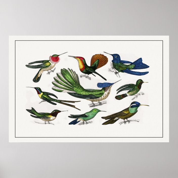 Vintage Illustration Hummingbird Poster | Zazzle.com