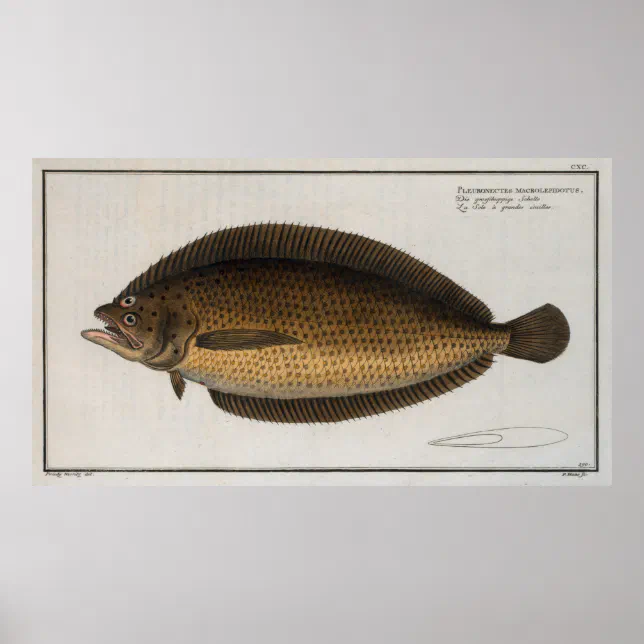 Vintage Illustration of a Flounder (1785) 2 Poster | Zazzle