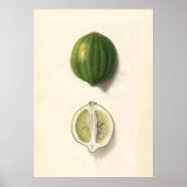 Vintage Illustration of a Lime Poster | Zazzle