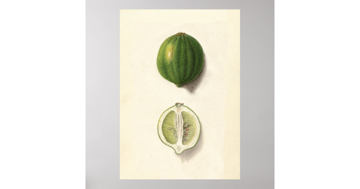 Vintage Illustration of a Lime Poster | Zazzle
