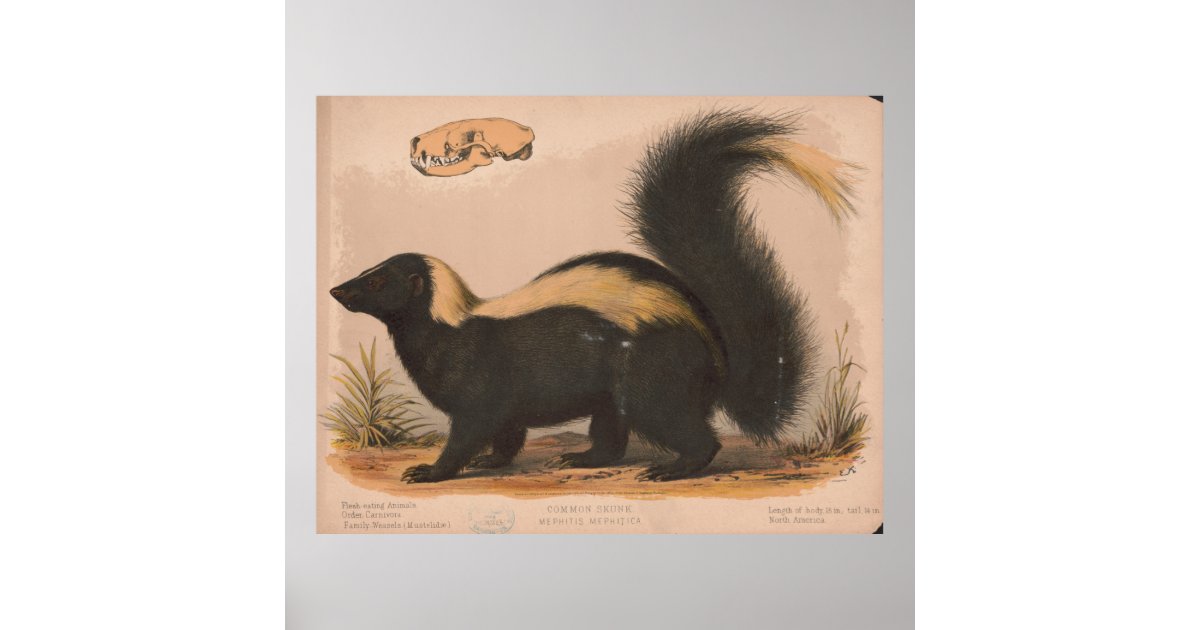 Vintage Illustration of a Skunk (1874) Poster | Zazzle