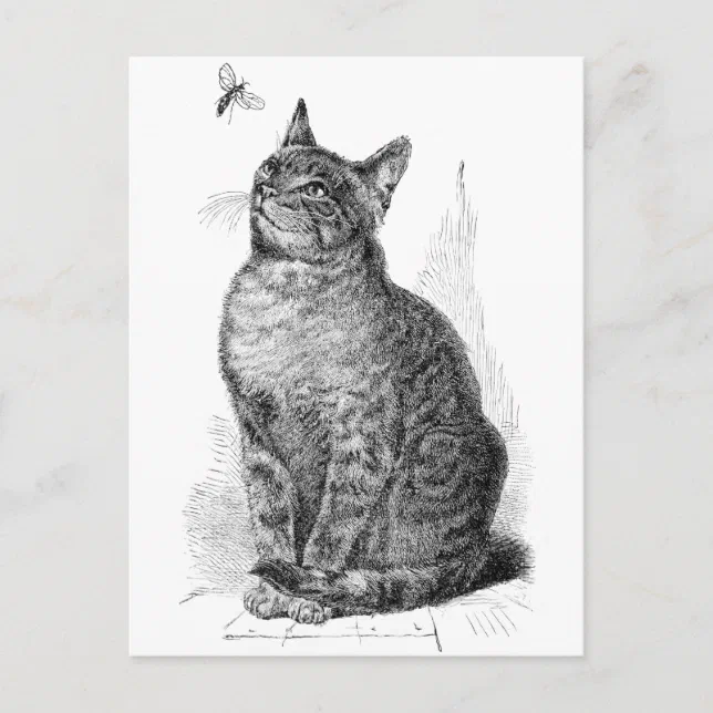 Vintage illustration of Cat watching an Insect Postcard | Zazzle