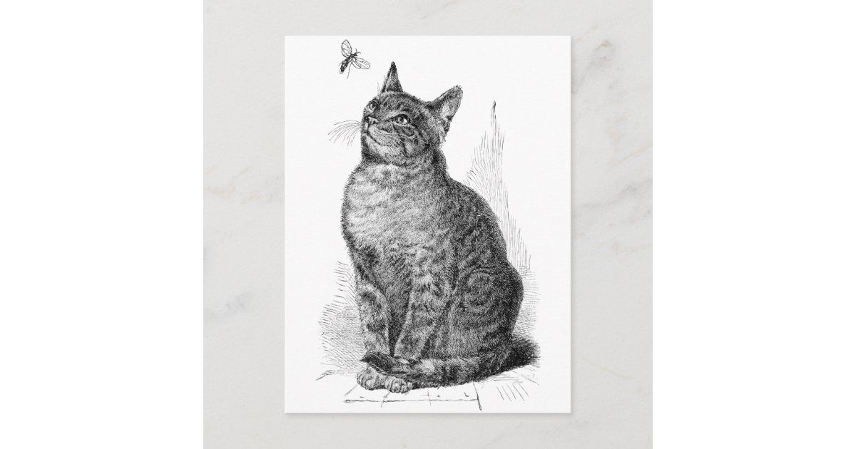 Vintage illustration of Cat watching an Insect Postcard | Zazzle