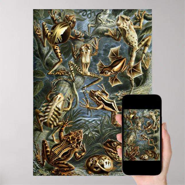Vintage Illustration of Frogs Poster | Zazzle