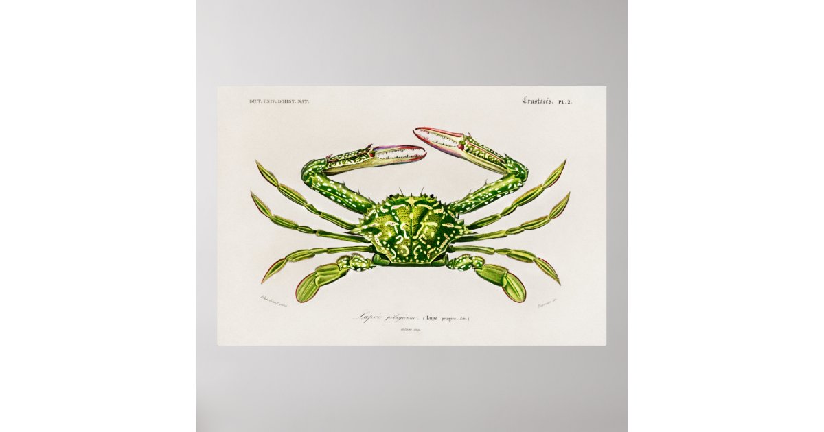 Vintage Illustration of shellfish Poster | Zazzle
