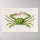 Vintage Illustration of shellfish Poster | Zazzle