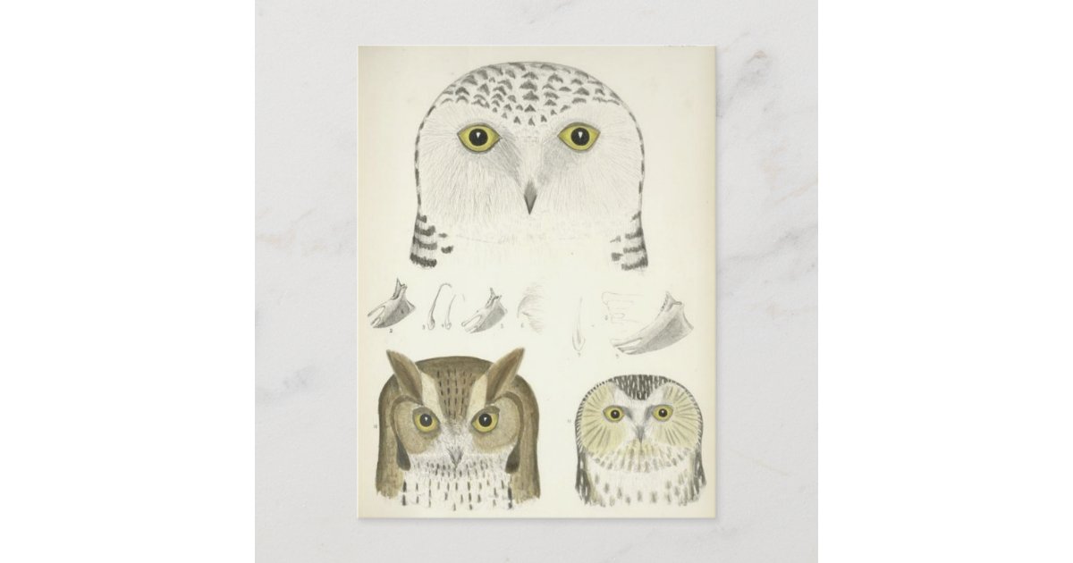 Vintage Illustration of Three Owls Postcard | Zazzle