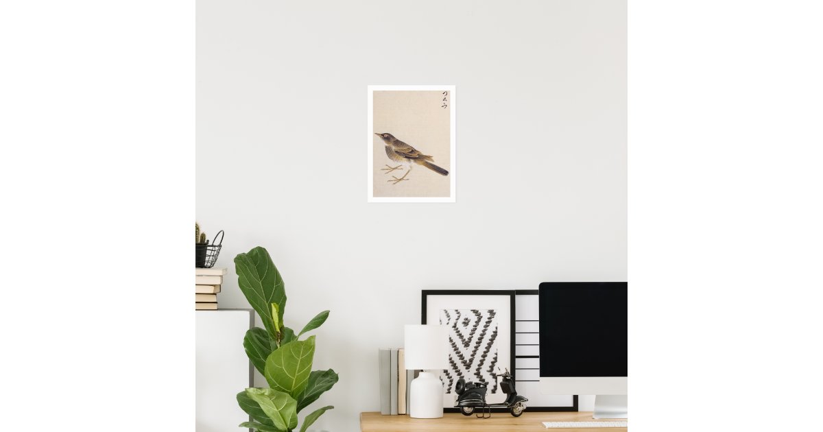 Vintage illustration: Thrush Poster | Zazzle