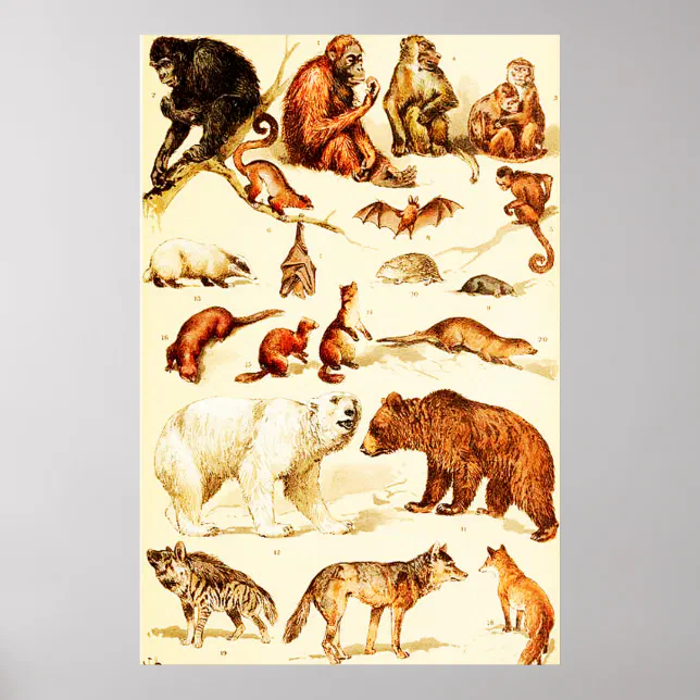 Vintage Illustrations Animal Poster | Zazzle