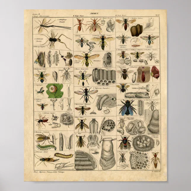 Vintage Insect Diagram Poster | Zazzle