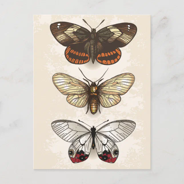 Vintage Insect Illustration Postcard | Zazzle