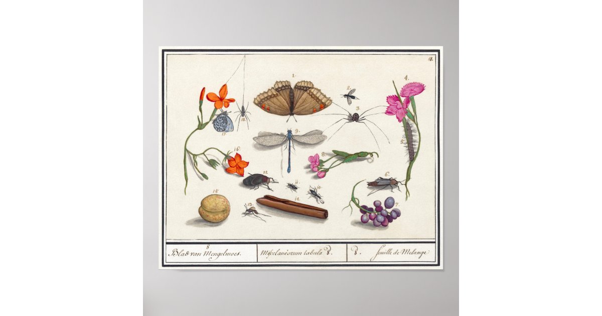 Vintage Insect Illustration Poster | Zazzle