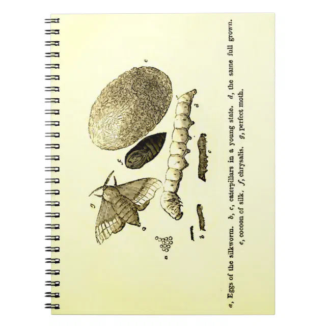 Vintage Insect Image | Silkworm | Moth Notebook | Zazzle
