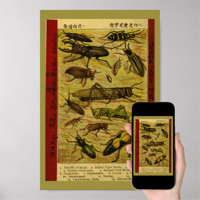 Vintage Insects Beetles Natural History Print | Zazzle