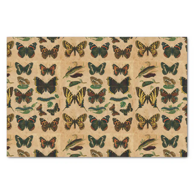 Vintage Insects Butterfly's Collection Decoupage Tissue Paper | Zazzle
