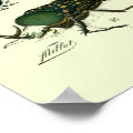 Vintage Insects Poster | Zazzle