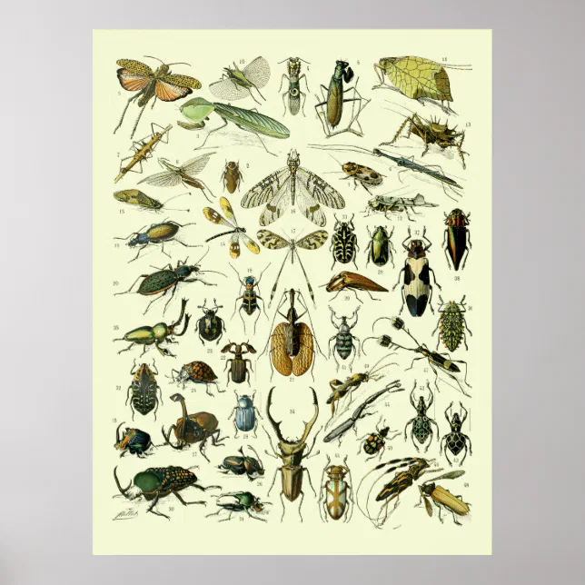 Vintage Insects Poster | Zazzle