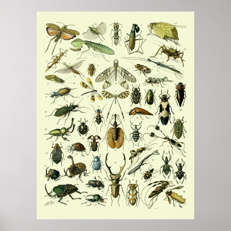 Vintage Insects Poster | Zazzle
