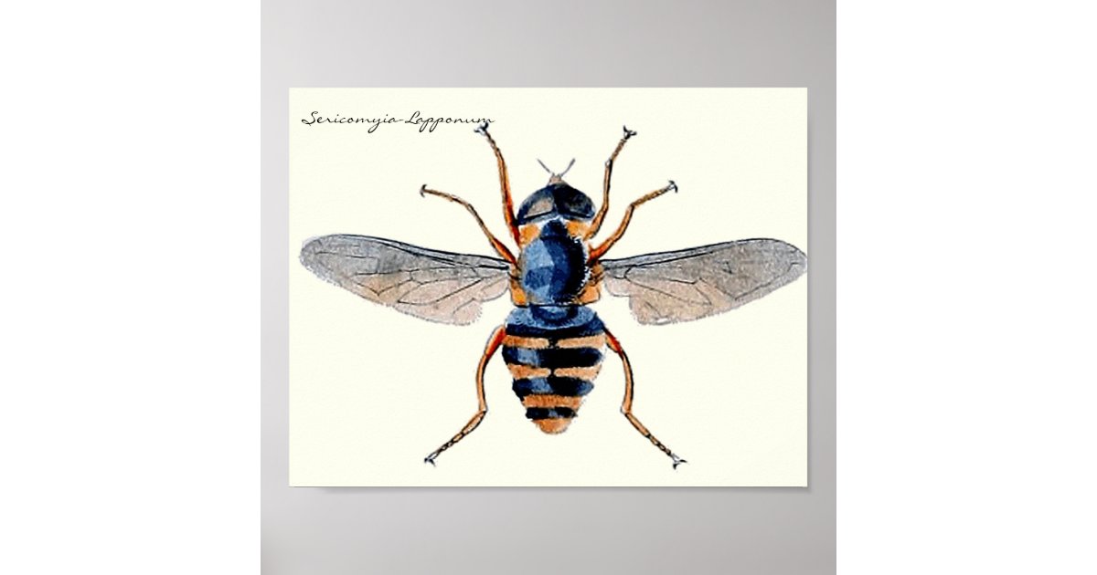 Vintage Insects Scientific Entomology Fly Poster | Zazzle