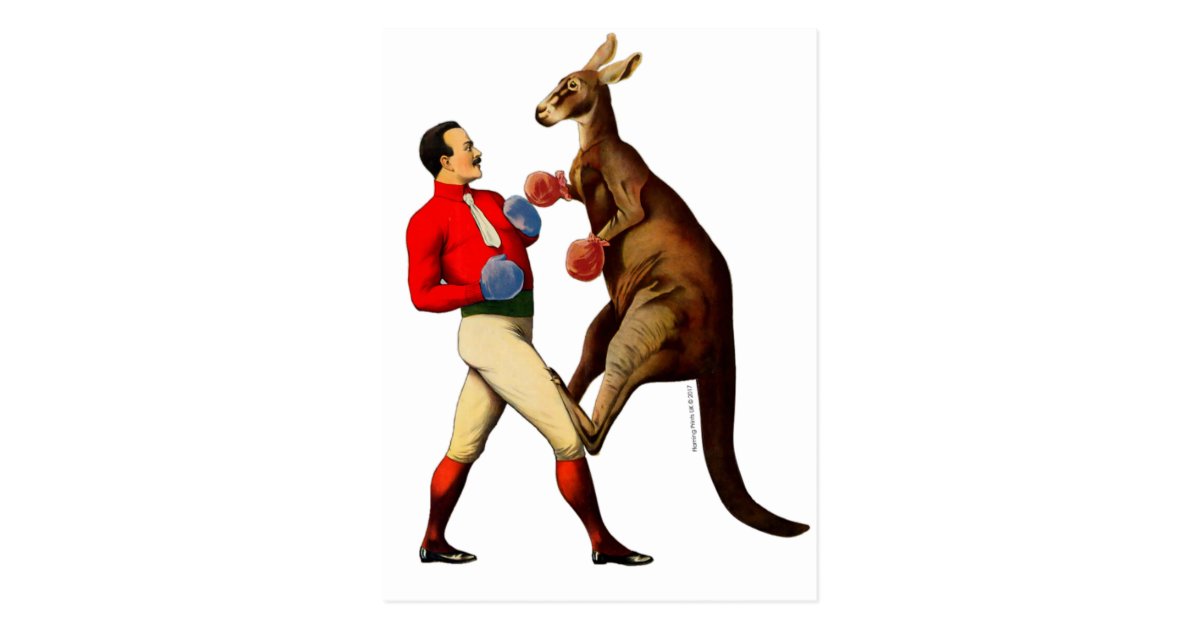 Vintage Kangaroo Boxer Boxing Sport Postcard | Zazzle.com