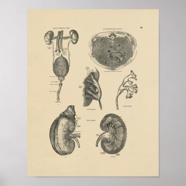 Vintage Kidney Bladder Anatomy 1880 Print | Zazzle